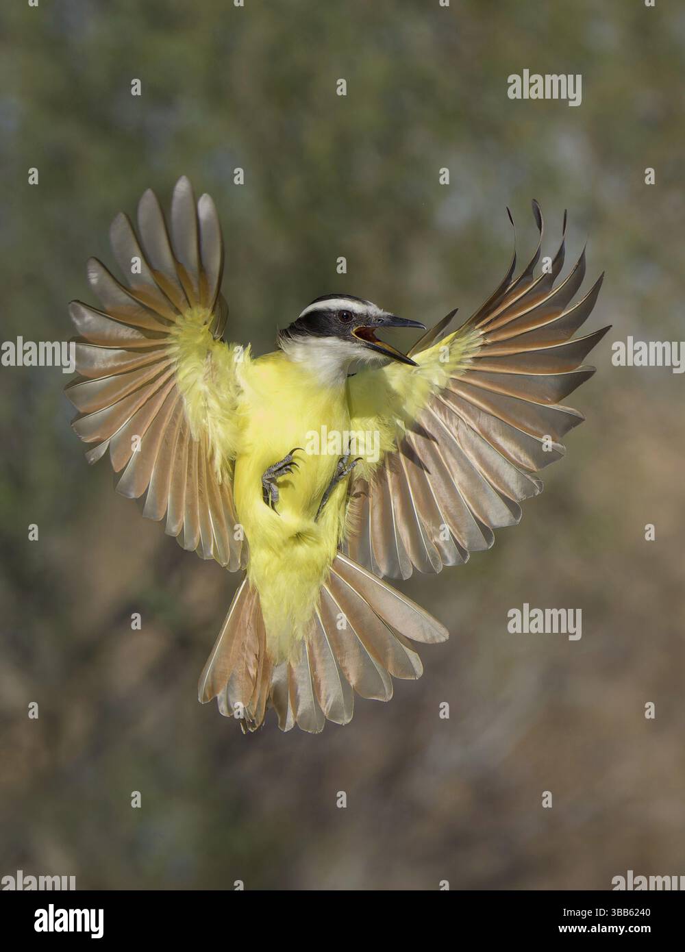 Great Kiskadee (Pitangus sulphuratus) flying, Texas, USA, North America ...