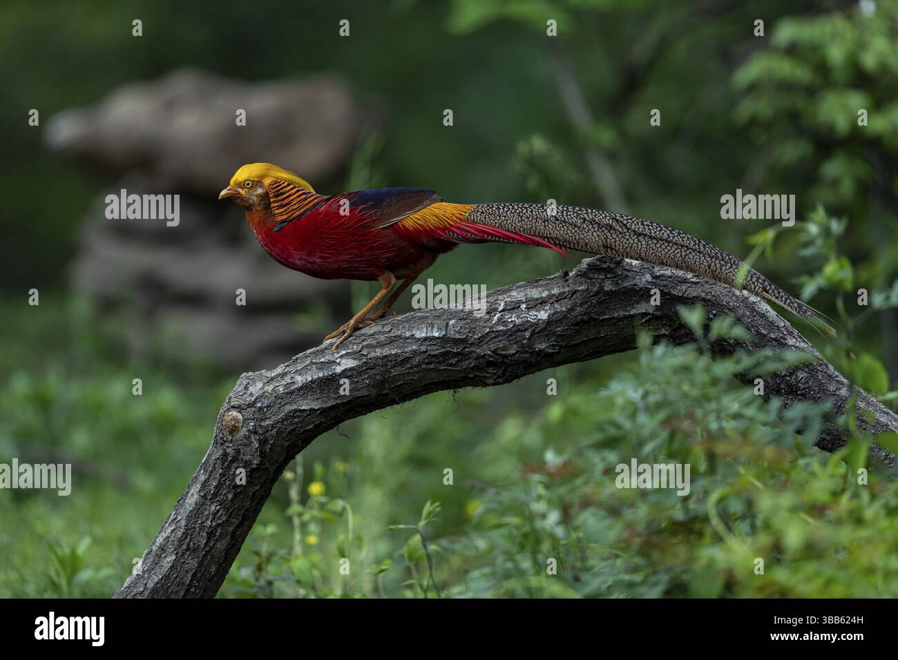 Golden Pheasant (Chrysolophus pictus) male, Shanxi, China, Asia Stock ...