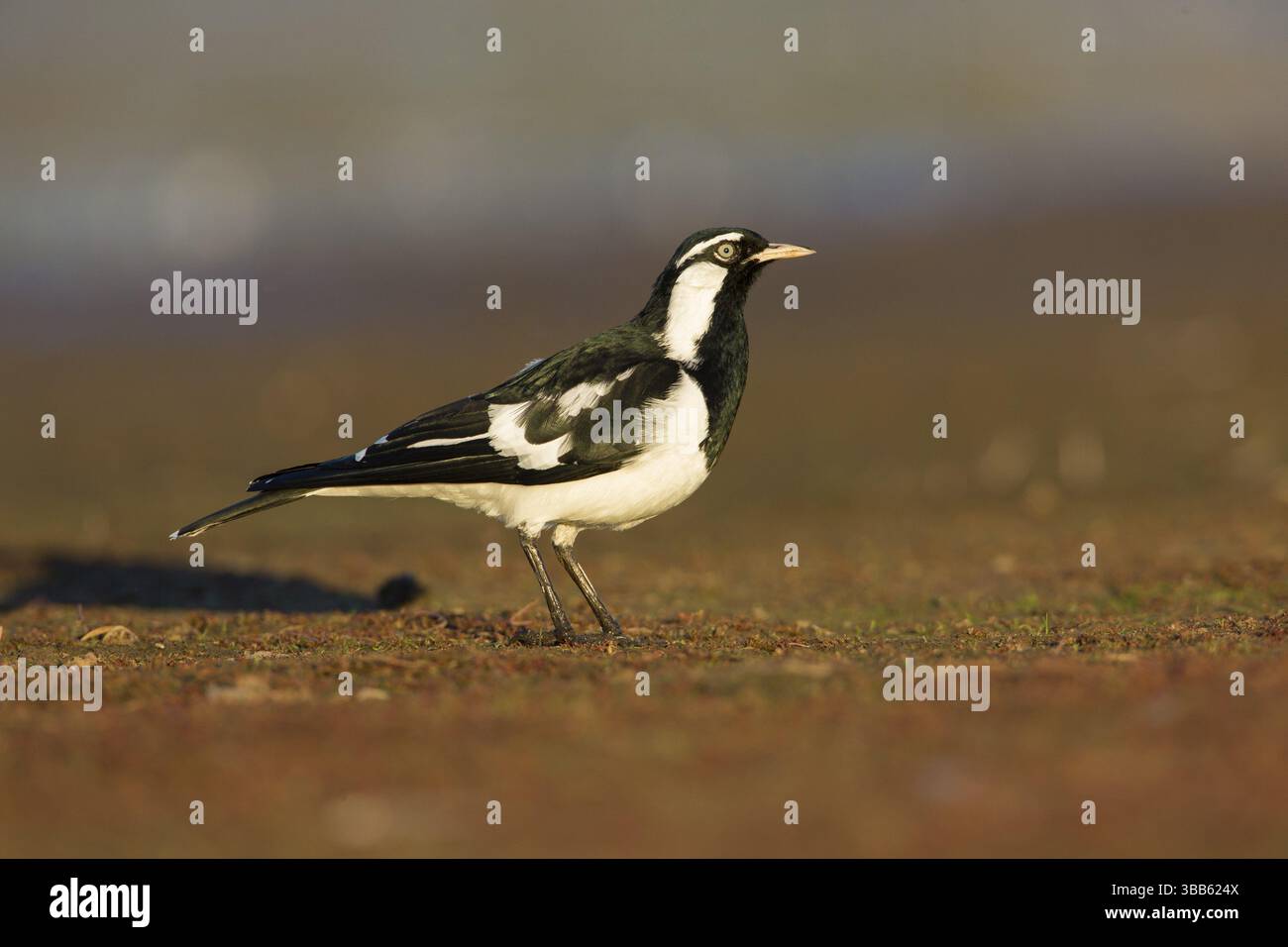 Magpie-Lark (Grallina cyanoleuca) male, Victoria, Australia, Oceania ...