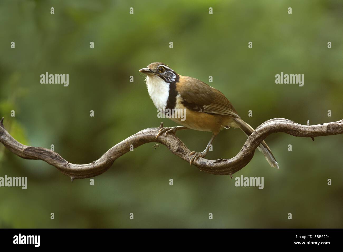 Greater Necklaced Laughingthrush (Garrulax pectoralis), Yunnan, China ...