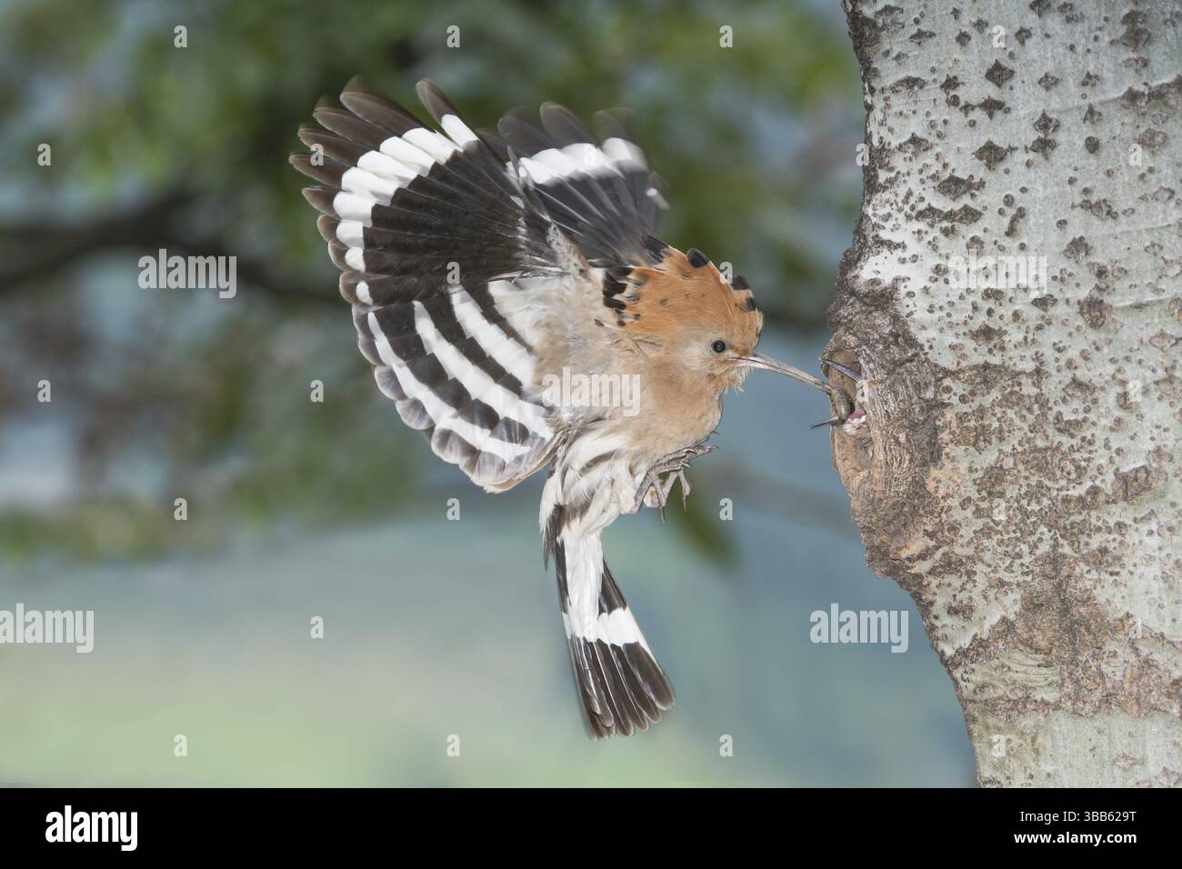 Eurasian Hoopoe (Upupa epops) feeding chick in nest hole, Aosta Valley ...