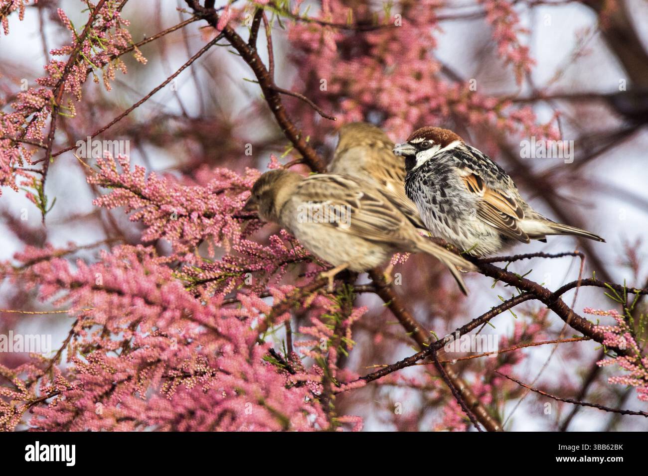 Spanish Sparrow (Passer hispaniolensis) male and females, Estremadura ...