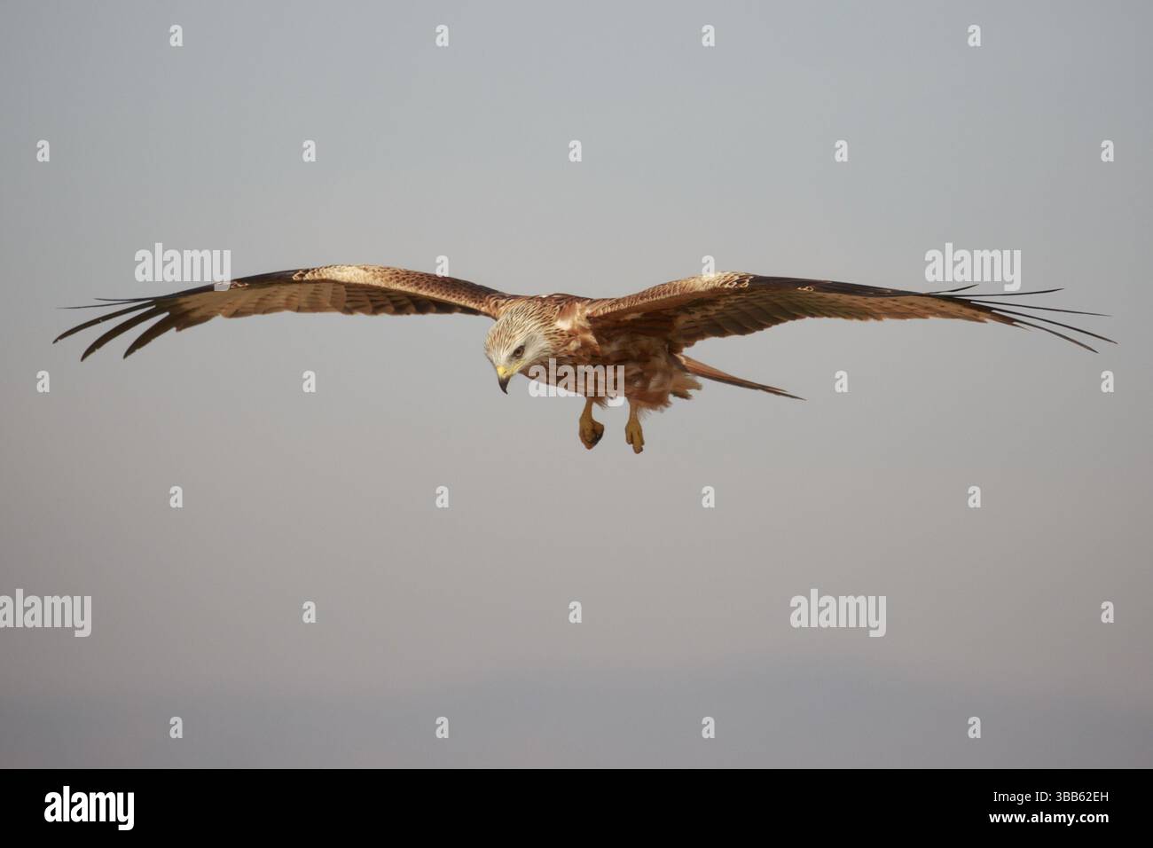 Western Marsh Harrier (Circus aeruginosus) female flying, Spain, Europe ...