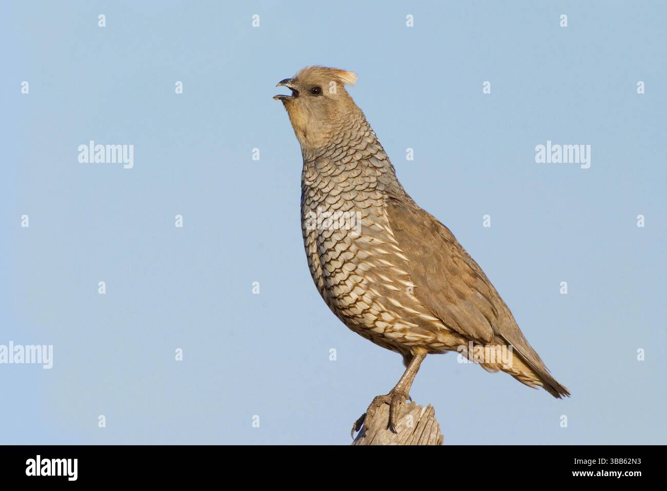 Scaled Quail Callipepla squamata Milnesand, New Mexico, USA 12 May ...