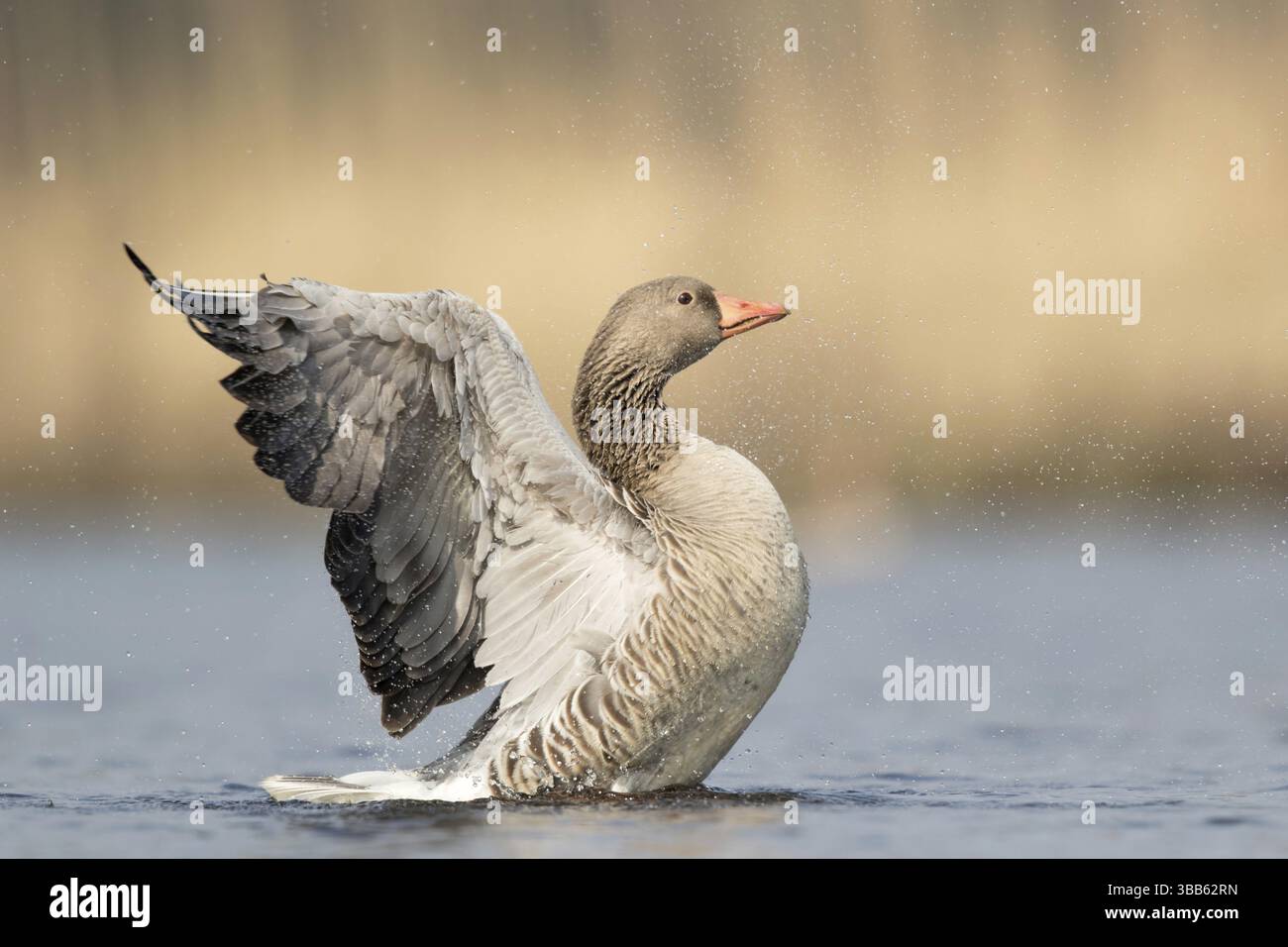 Grauwe gans laat zijn vleugels zien, Greylag Goose opens his wings ...