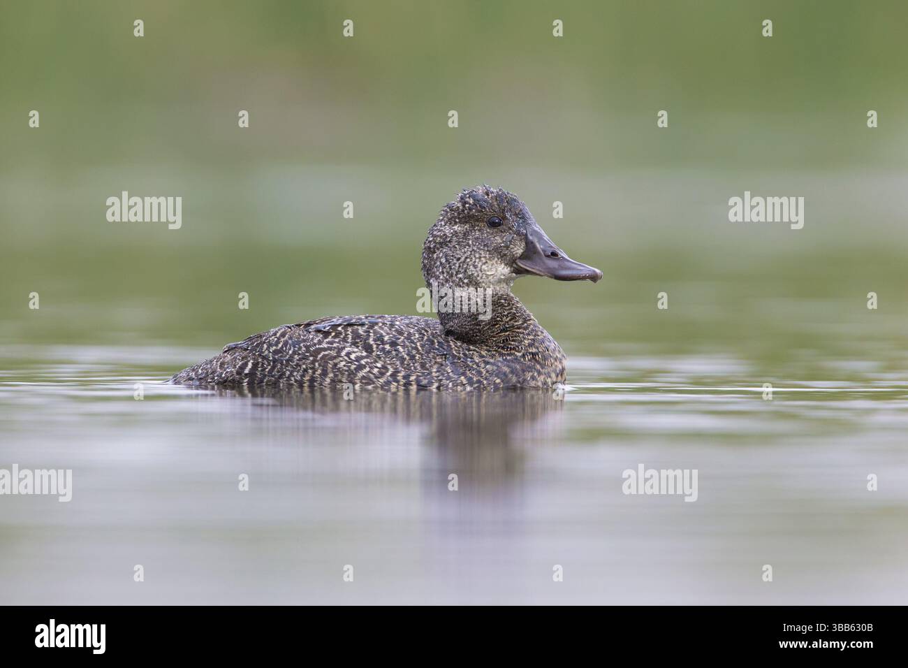 Blue-billed Duck (Oxyura australis) female, Victoria, Australia ...