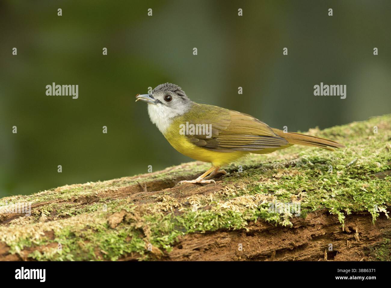 Yellow-bellied Bulbul (Alophoixus phaeocephalus), Pahang, Malaysia ...
