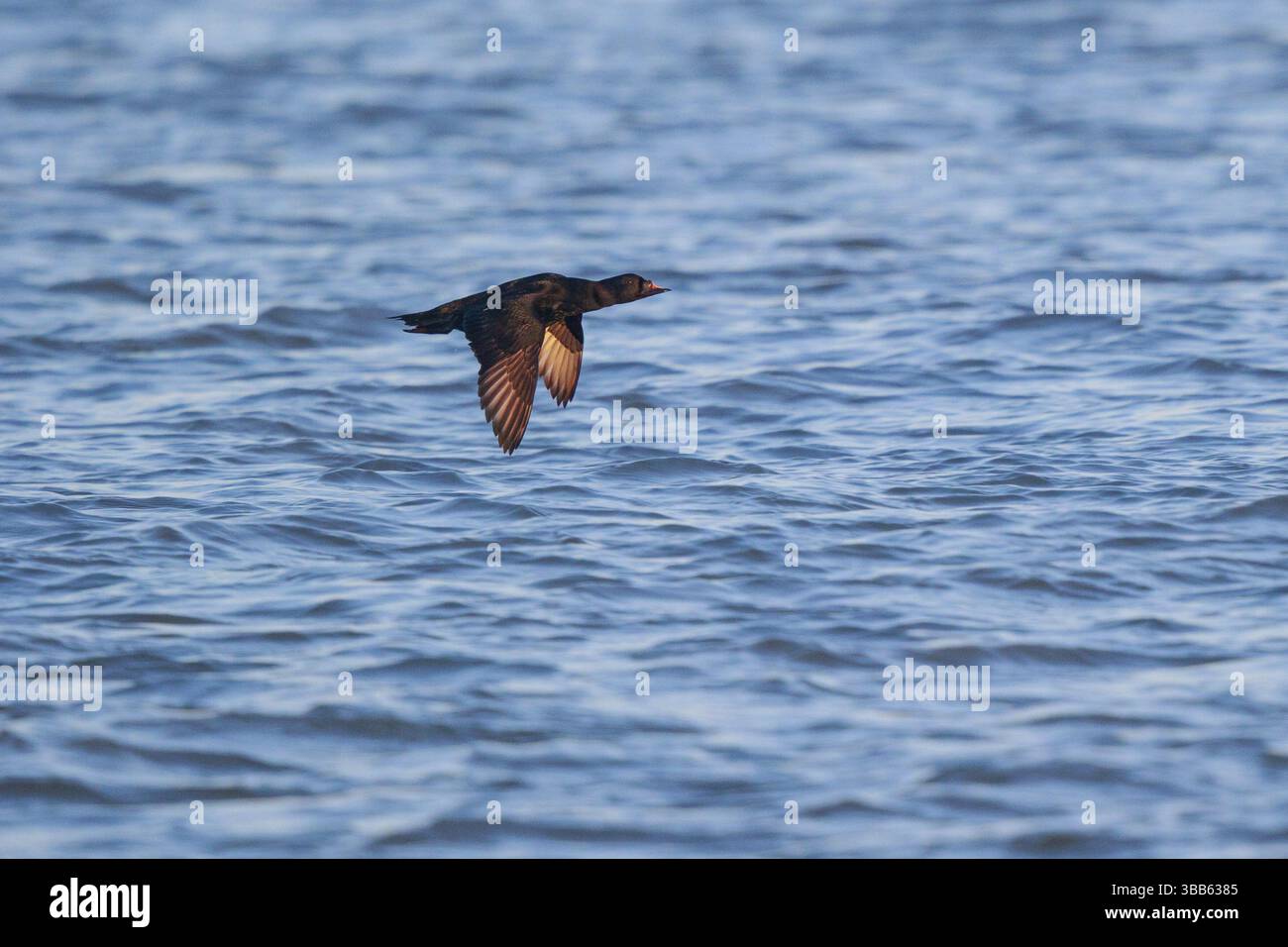 Common Scoter (Melanitta nigra) male flying over the ocean, Netherlands ...