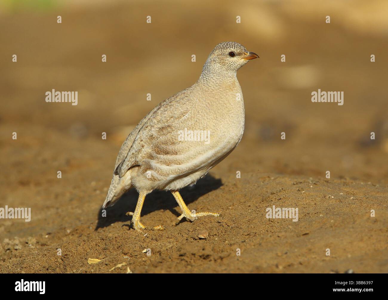 Sand Partridge (Ammoperdix heyi) female, Dofhar, Oman, Asia Stock Photo ...