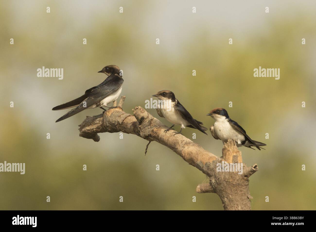 Wire-tailed Swallow (Hirundo smithii), Gambia, Africa Stock Photo - Alamy