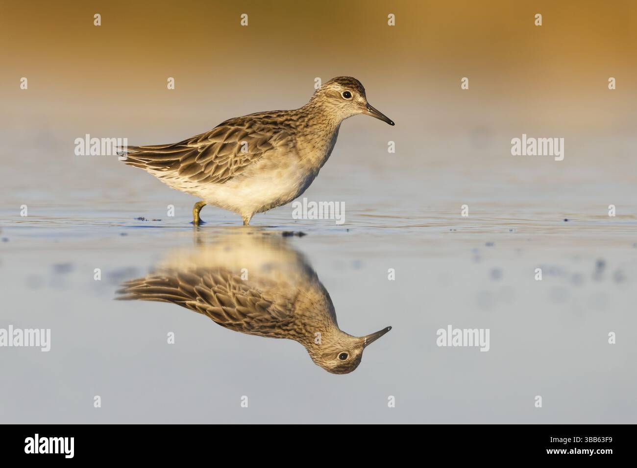 Sharp-tailed Sandpiper (Calidris acuminata), Victoria, Australia ...