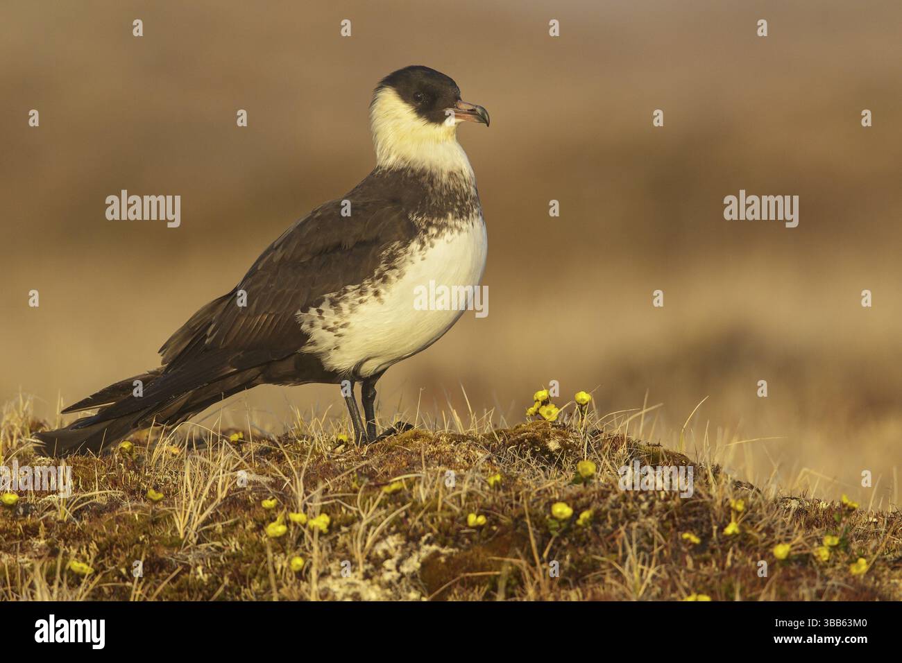Pomarine Jaeger (Stercorarius pomarinus) on the tundra in Northern ...