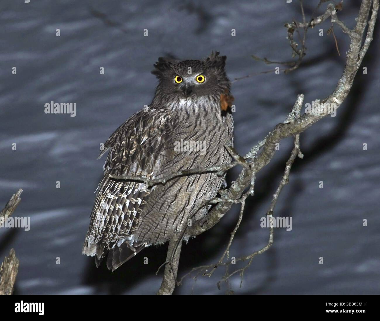 Blakiston's Fish Owl (Bubo blakistoni), Hokkaido, Japan, Asia Stock ...