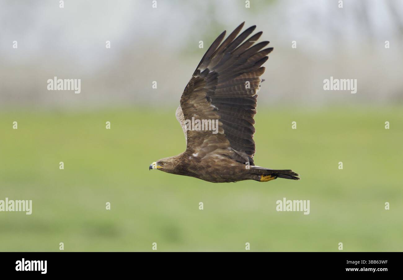 Schreiadler, lat. Aquila pomarina, im Flug von der Seite ueber einer ...