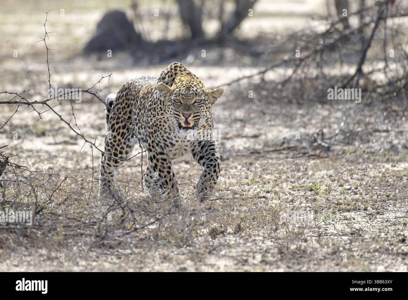 Leopard (Panthera pardus) aggressive adult showing teeth, hissing and ...