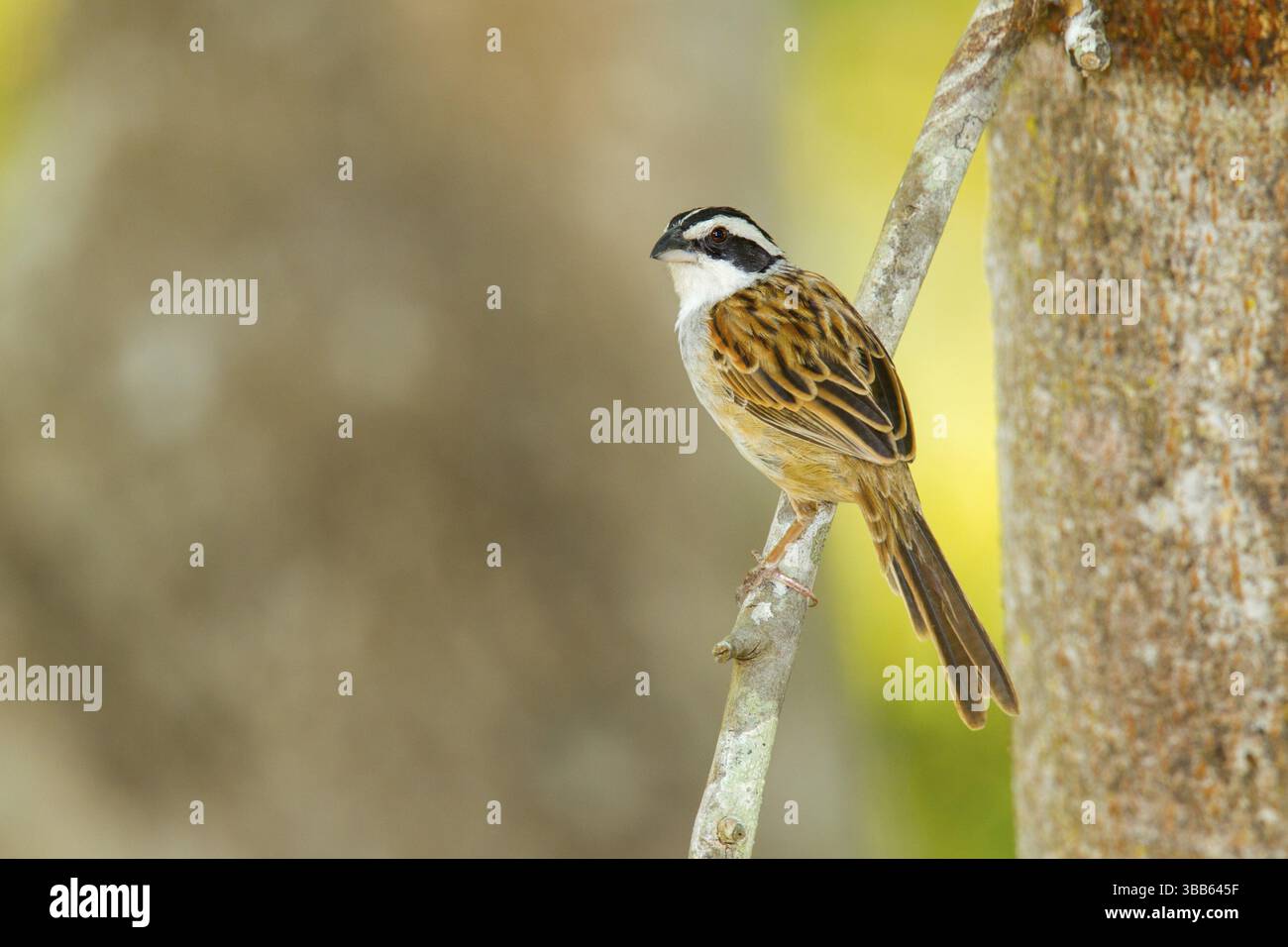 Stripe-headed Sparrow Aimophila ruficauda acuminata El Tuito, Jalisco ...