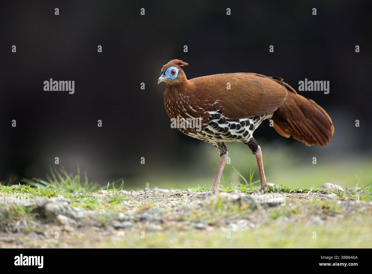 Crested fireback pheasant hi-res stock photography and images - Alamy