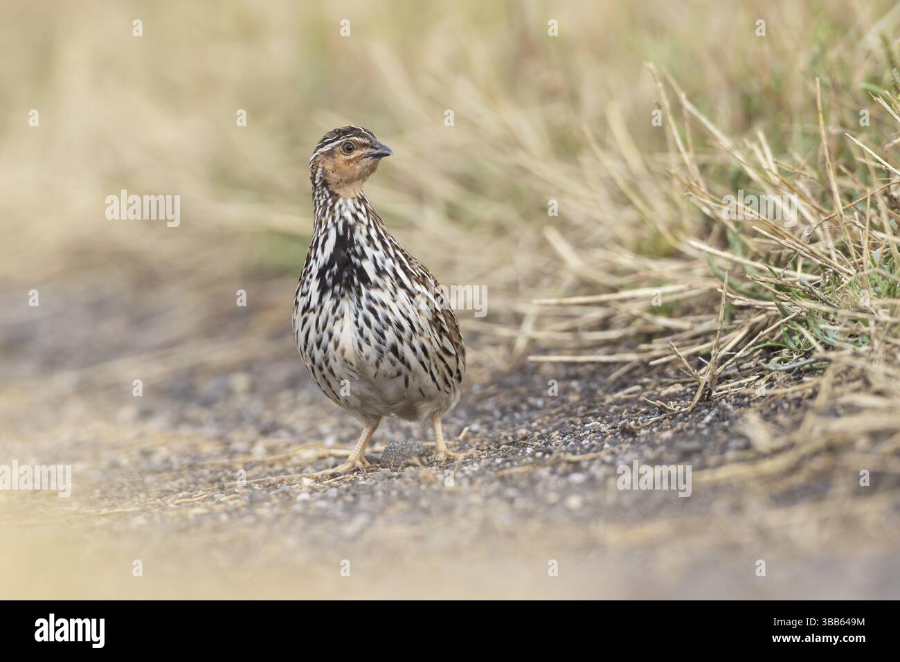 Coturnix pectoralis hi-res stock photography and images - Alamy