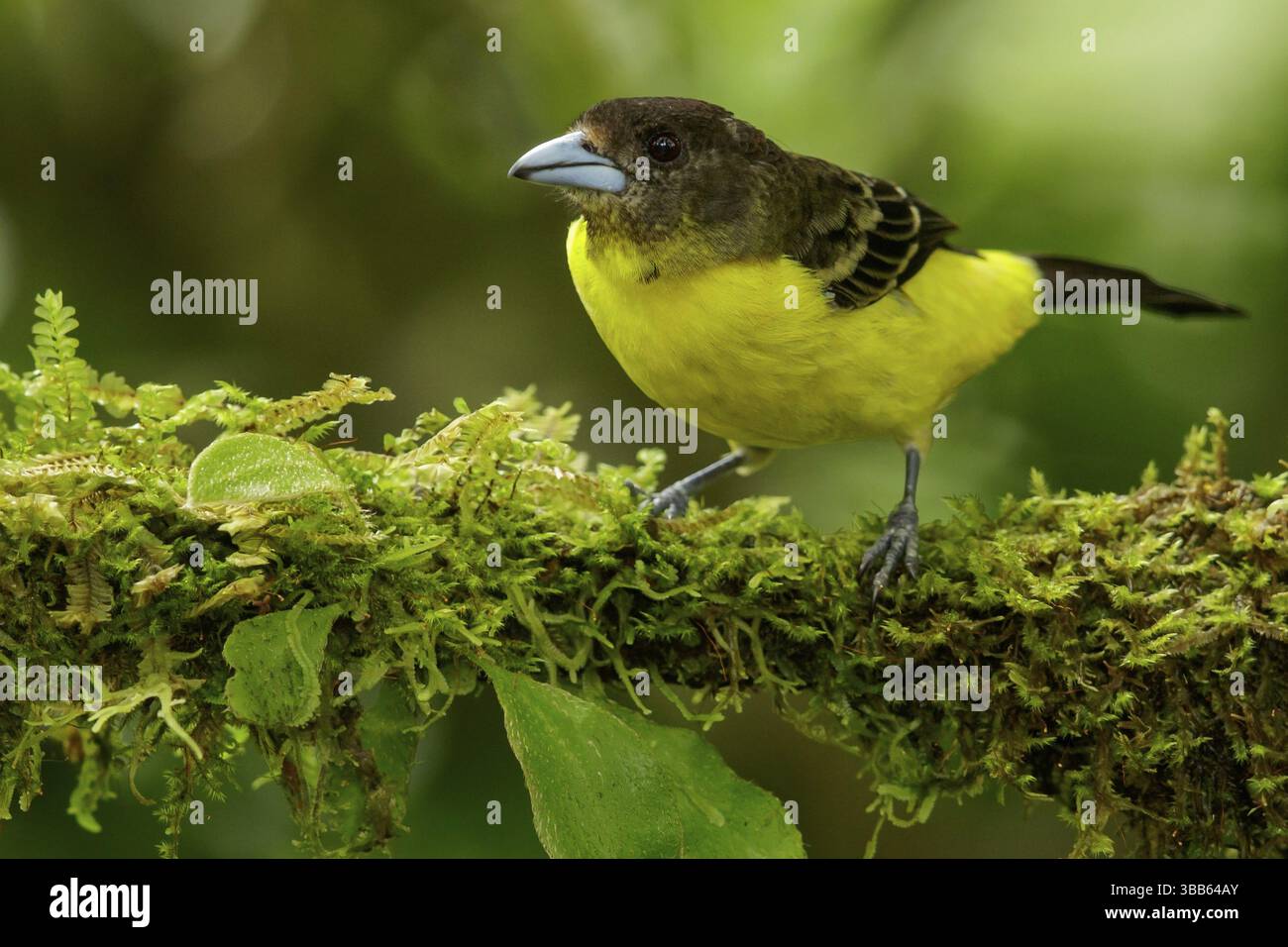 Lemon-rumped Tanager (Ramphocelus icternotus) perched on a branch in ...