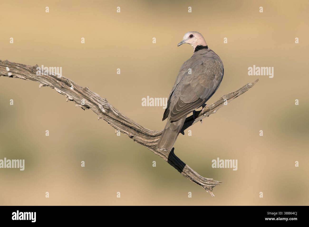 Kaapse tortelduif, Cape Turtle Dove, Streptopelia capicola Stock Photo ...