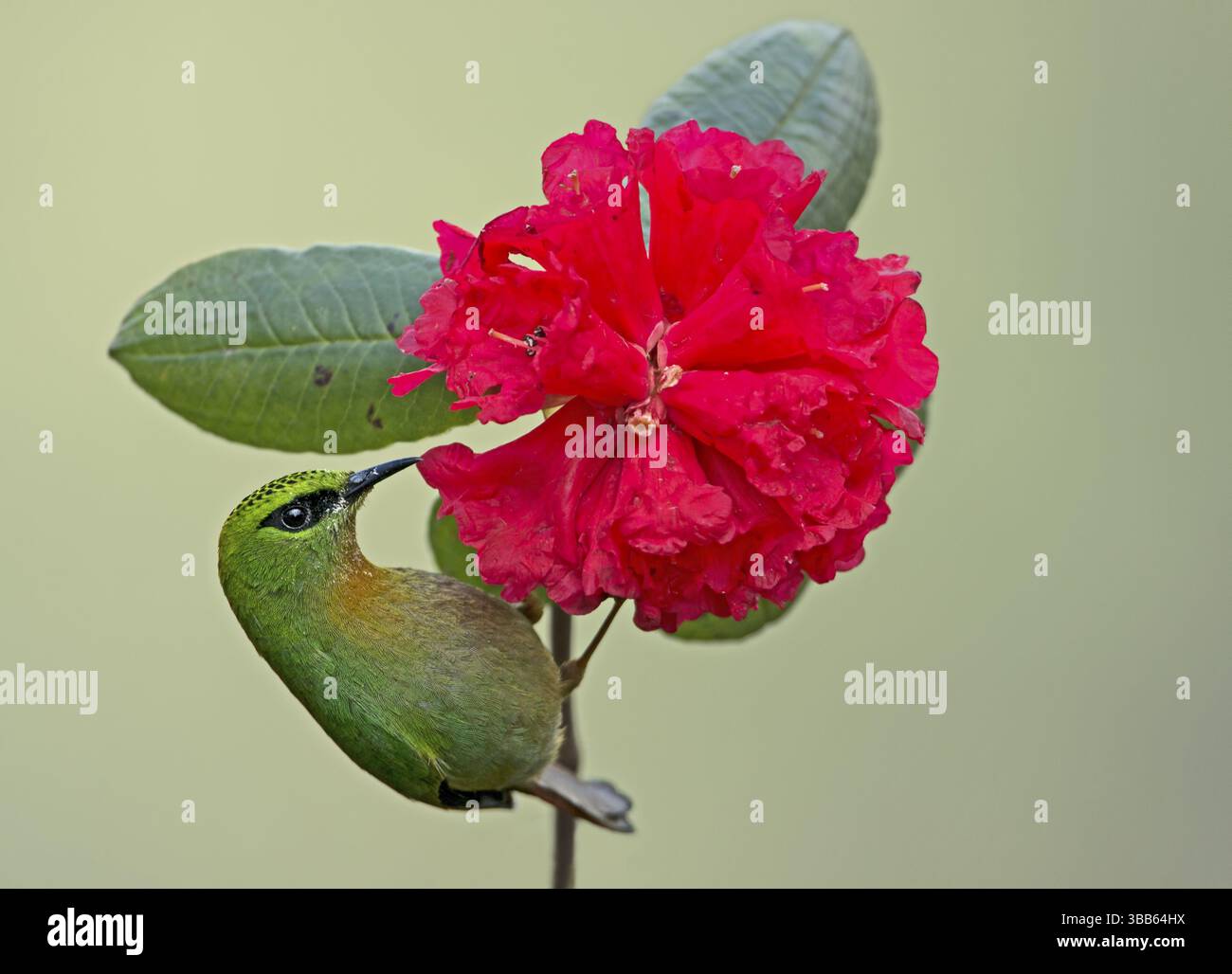 Fire-tailed Myzornis (Myzornis pyrrhoura) feeding on Rhododendron ...