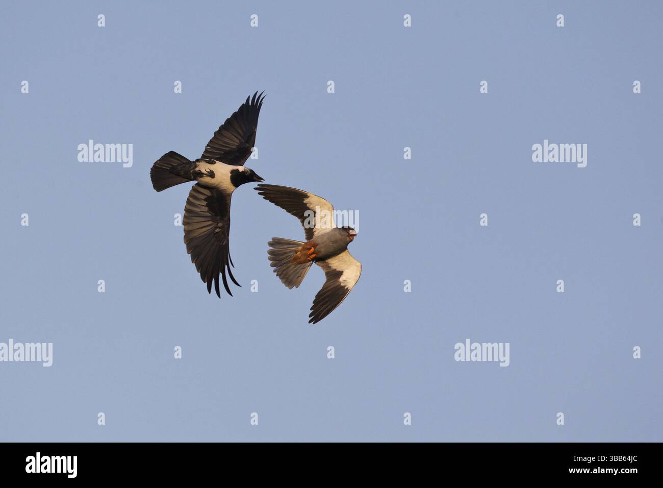 Amur river mongolia hi-res stock photography and images - Alamy