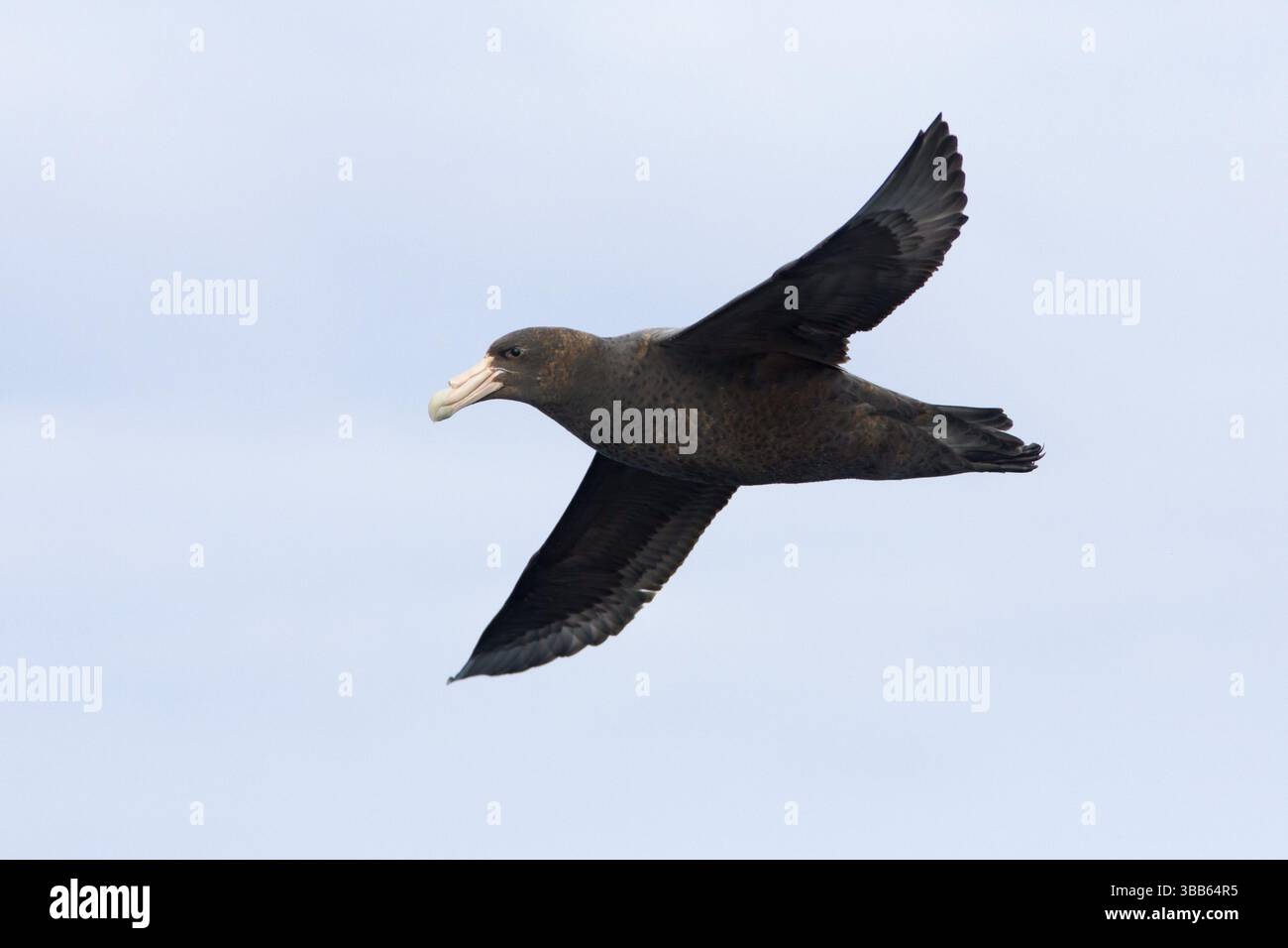 Southern Giant Petrel (Macronectes giganteus) flying, Victoria ...