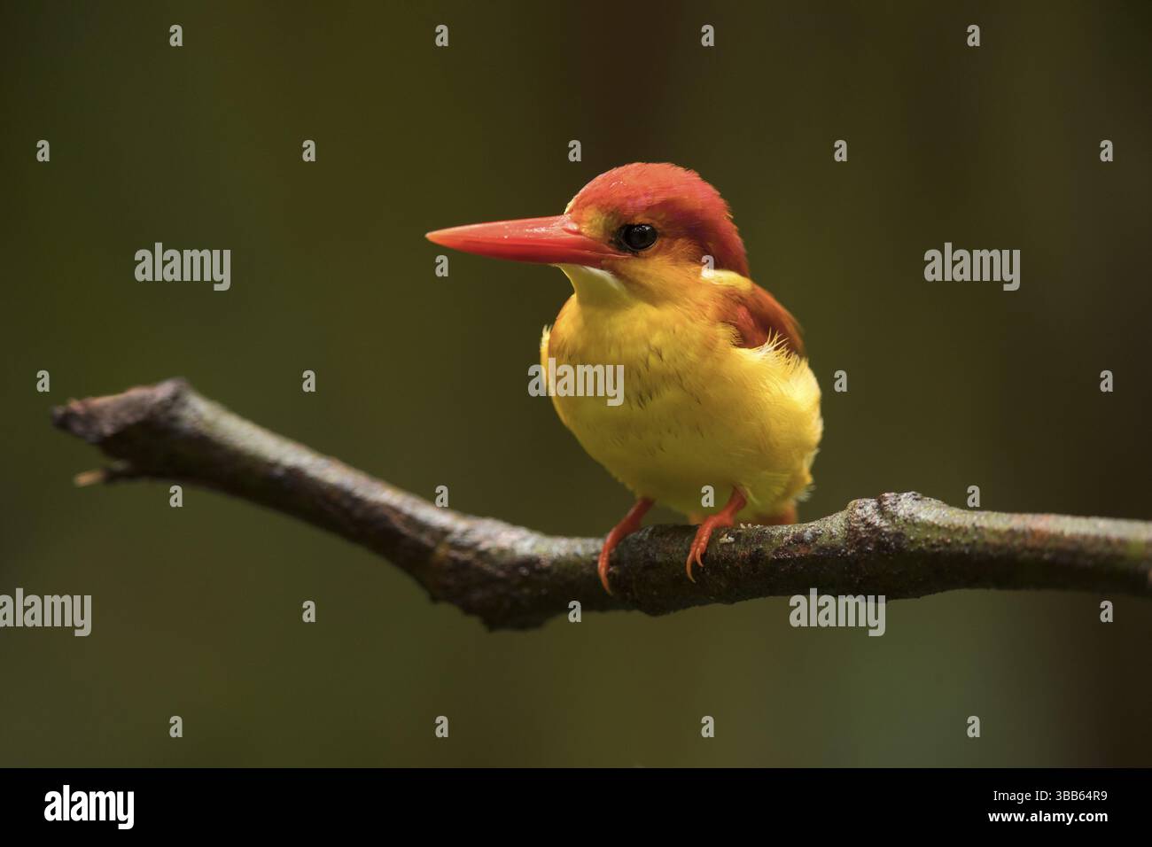Oriental Dwarf Kingfisher (Ceyx erithaca) perched on a branch, Selangor ...