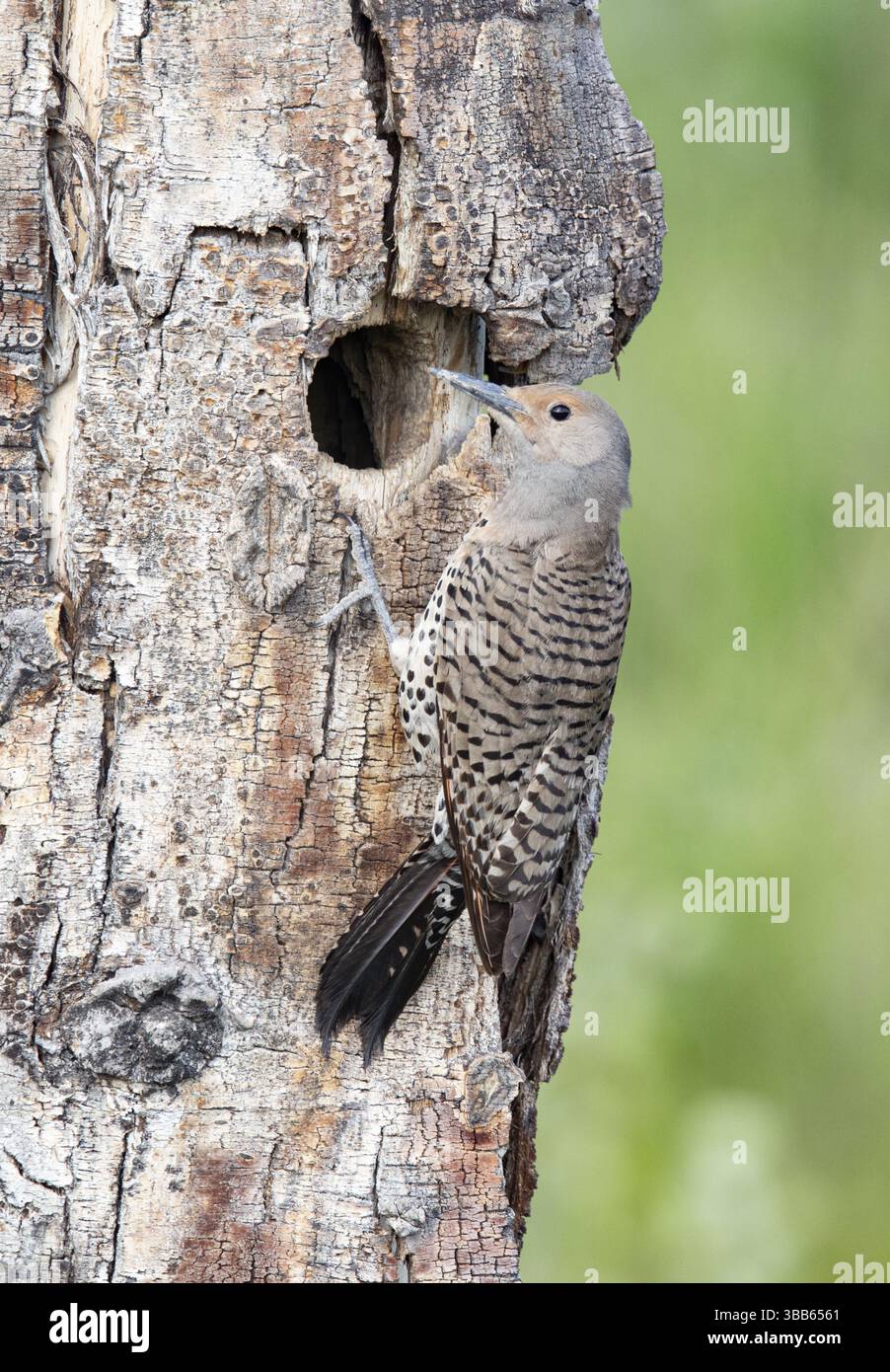 Northern Flicker (Colaptes auratus) female at breeding cavity, British ...
