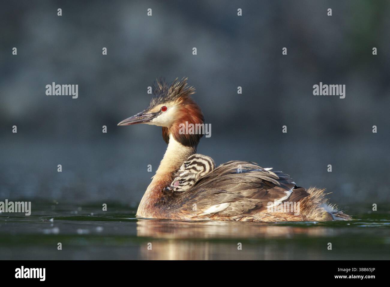 Great Crested Grebe (Podiceps cristatus) with chicks, North Rhine ...