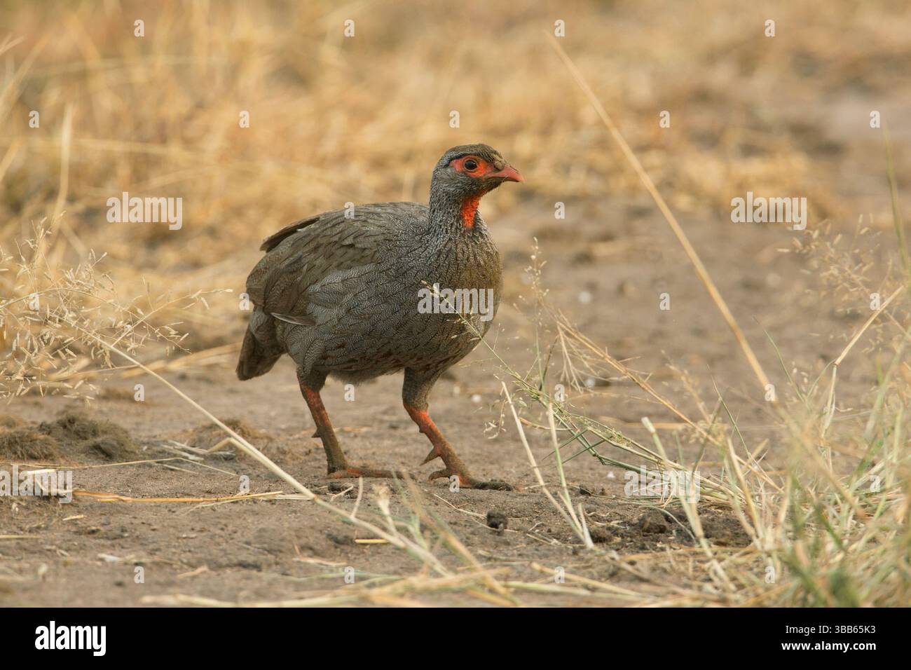 Red-necked Spurfowl (Pternistis afer), Uganda, Africa Stock Photo - Alamy
