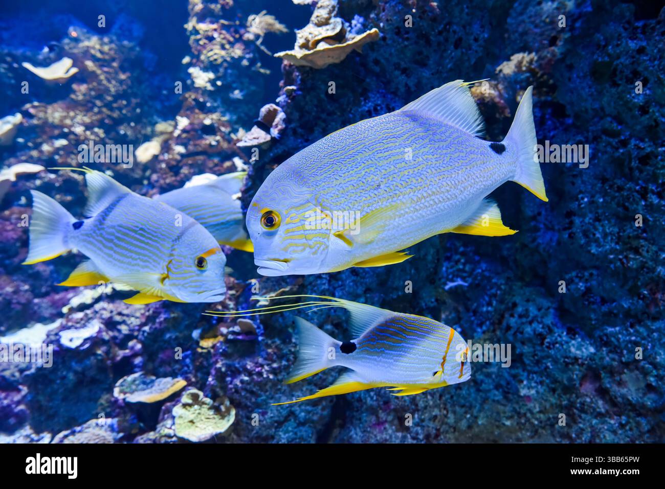 Three sailfin snappers swimming together inside a vibrant coral reef ...
