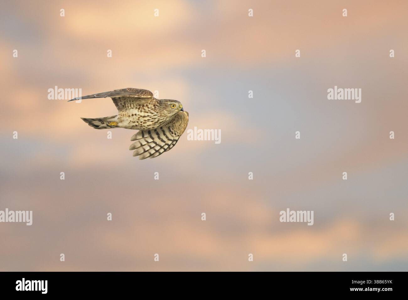 Sharp-shinned Hawk (Accipiter striatus) flying, Texas, USA, North ...