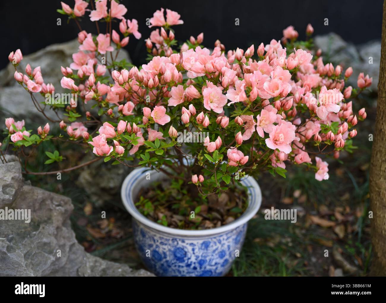 Azalea pot plant hi-res stock photography and images - Alamy