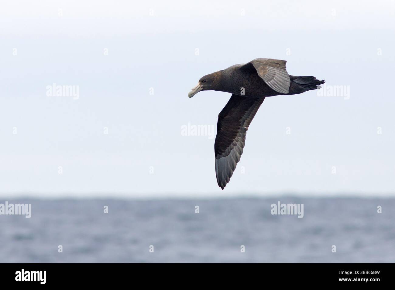 Southern Giant Petrel (Macronectes giganteus) flying, Victoria ...