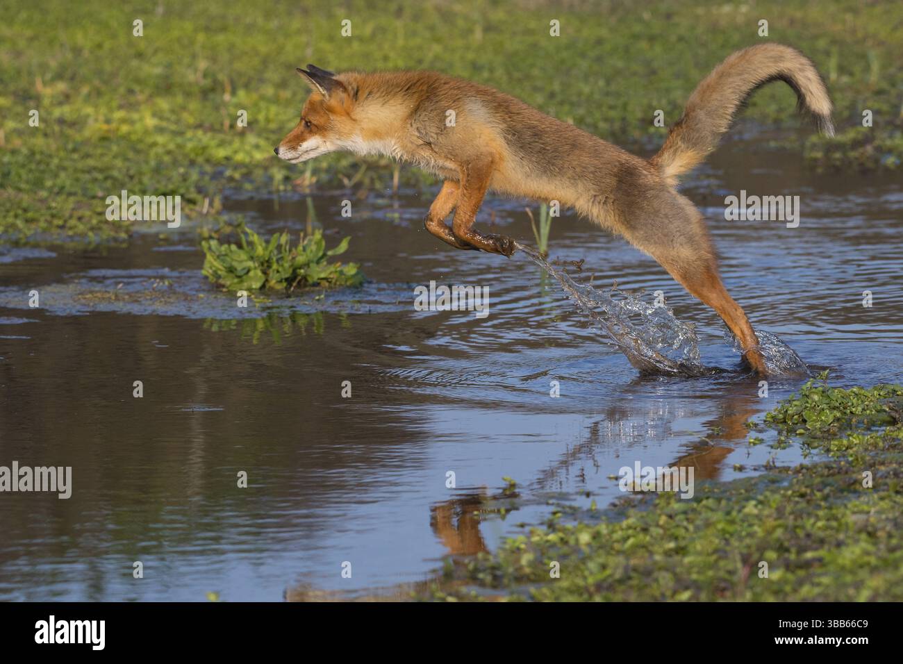 Red Fox (Vulpes vulpes) jumping and hunting in pond, Netherlands Stock ...