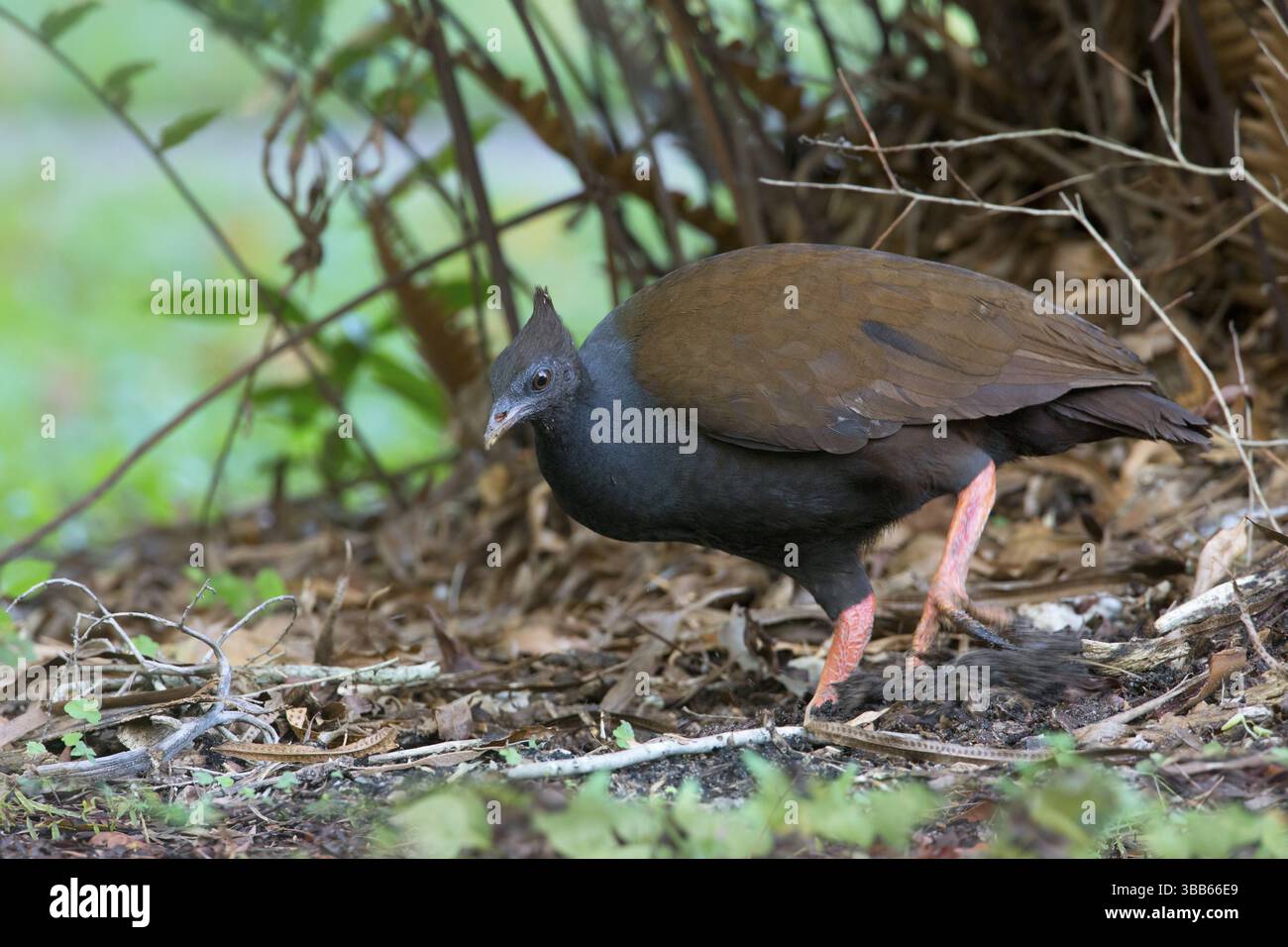 Orange-footed Scrubfowl (Megapodius reinwardt), Queensland, Australia ...