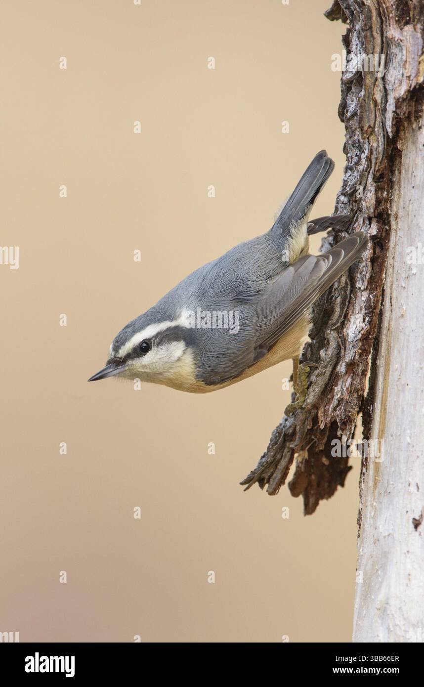 Red-breasted Nuthatch (Sitta canadensis), Alaska, USA, North America ...