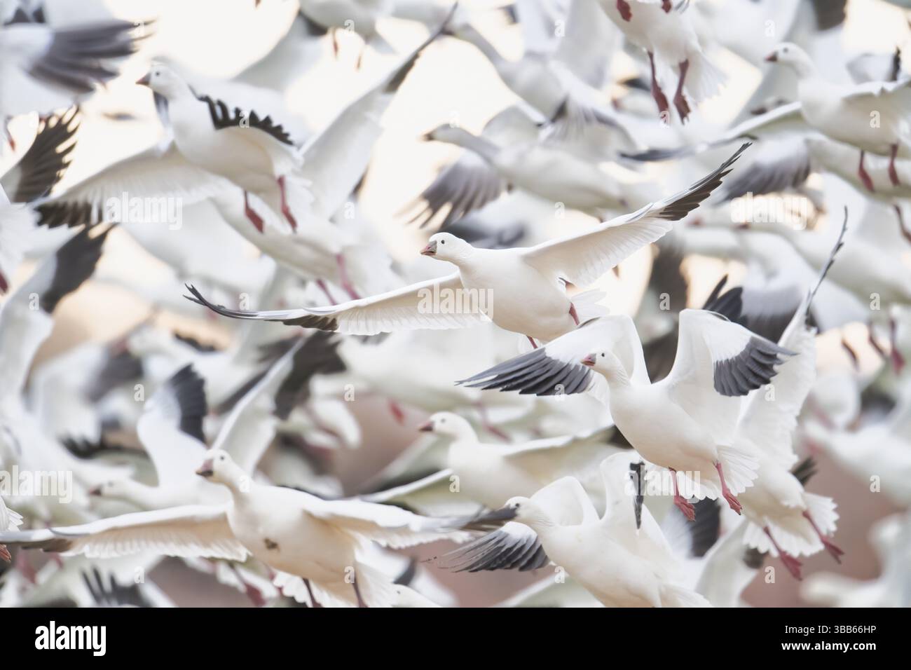Air apaches group hi-res stock photography and images - Alamy