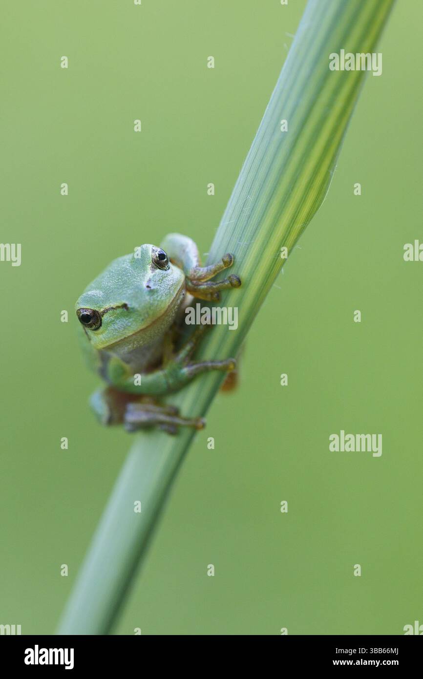 Reed frogs hi-res stock photography and images - Alamy