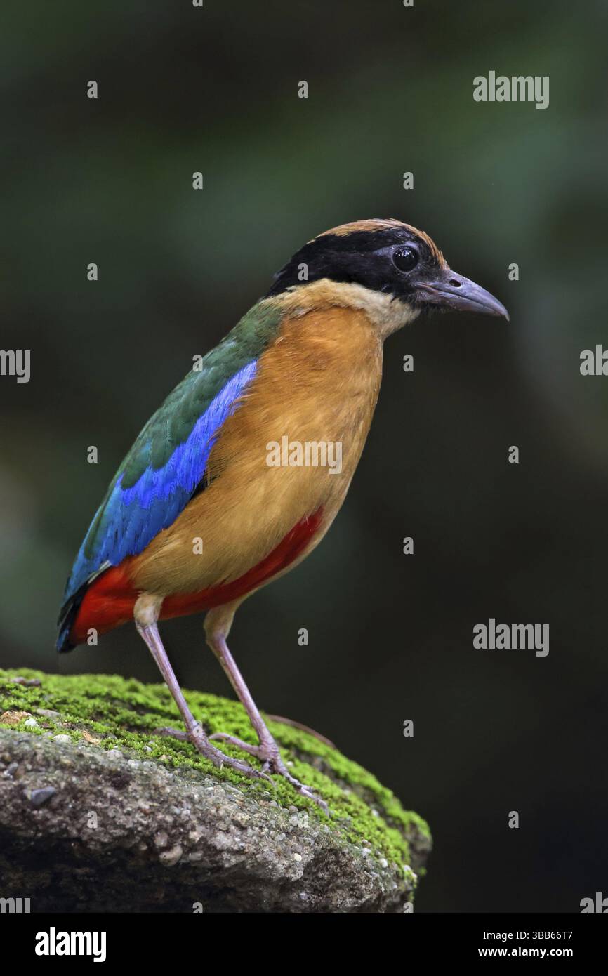 Blue-winged Pitta (Pitta moluccensis), Malaysia, Asia Stock Photo - Alamy