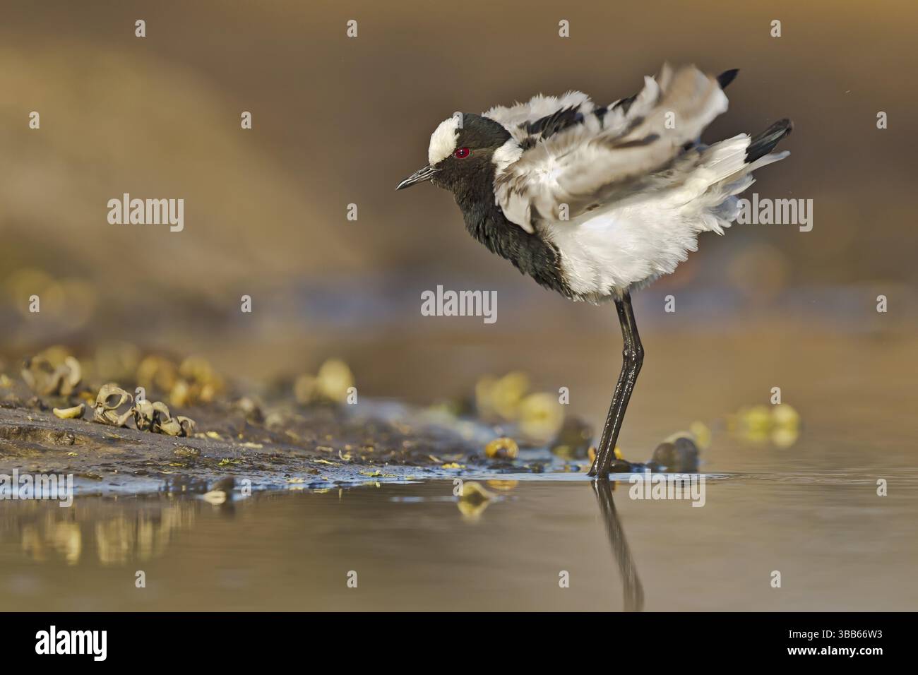 Blacksmith Lapwing (Vanellus armatus) shaking feathers, Botswana ...