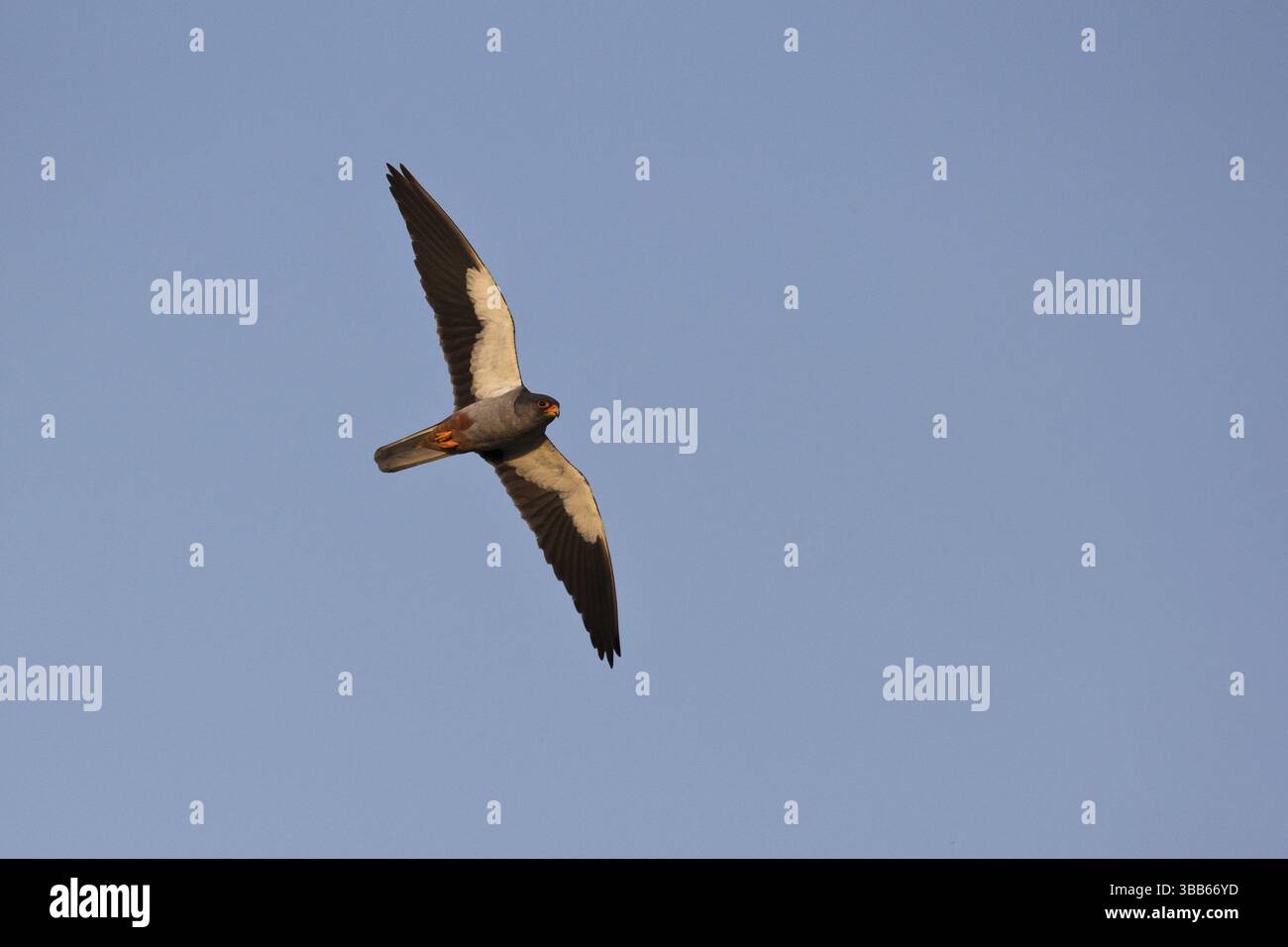 Amur Falcon (Falco amurensis) male flying, Dornod Aimag, Mongolia, Asia ...