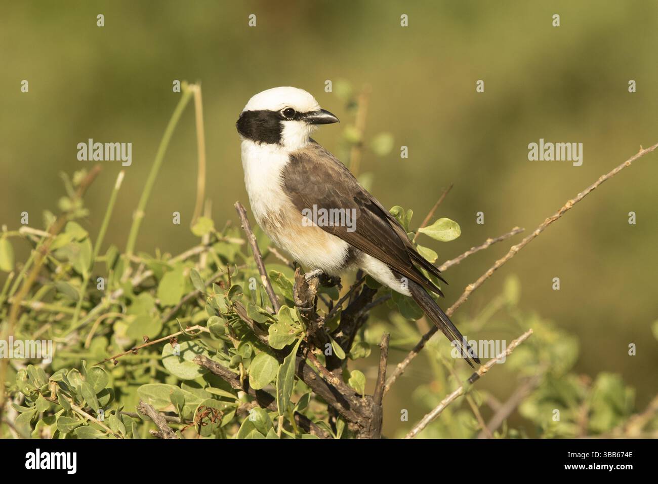 Northern White-crowned Shrike (Eurocephalus ruppelli), Samburu, Kenya ...