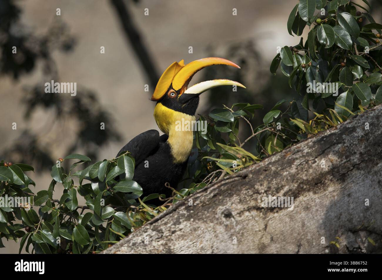 Great Hornbill (Buceros bicornis) female, Manas National Park, Bhutan ...