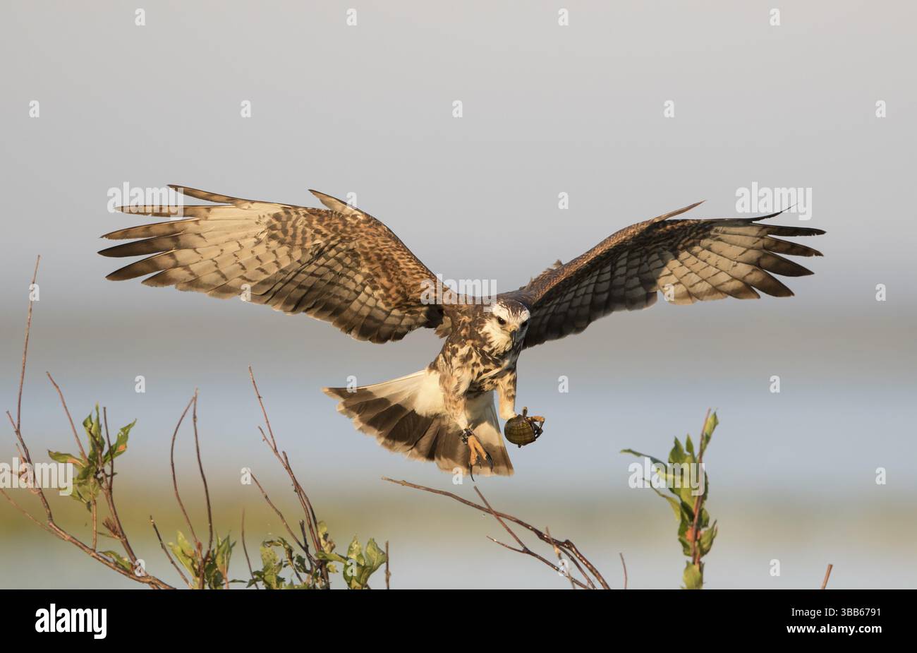 Snail Kite (Rostrhamus sociabilis) female flying with snail in its ...