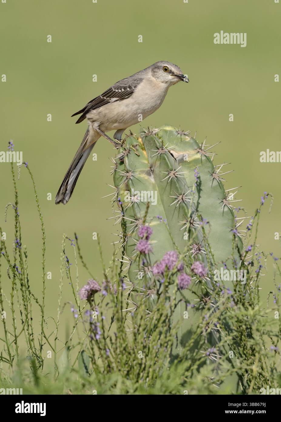 Northern Mockingbird (Mimus polyglottos) perched on a cactus, Texas ...