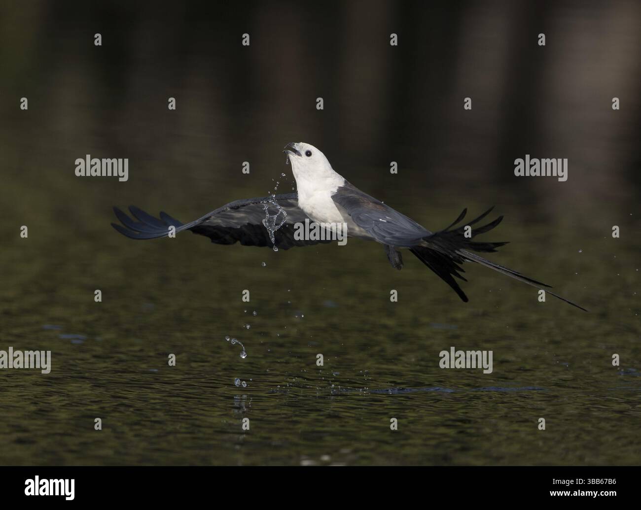 Swallow-tailed Kite (Elanoides forficatus) drinking in flight, Florida ...