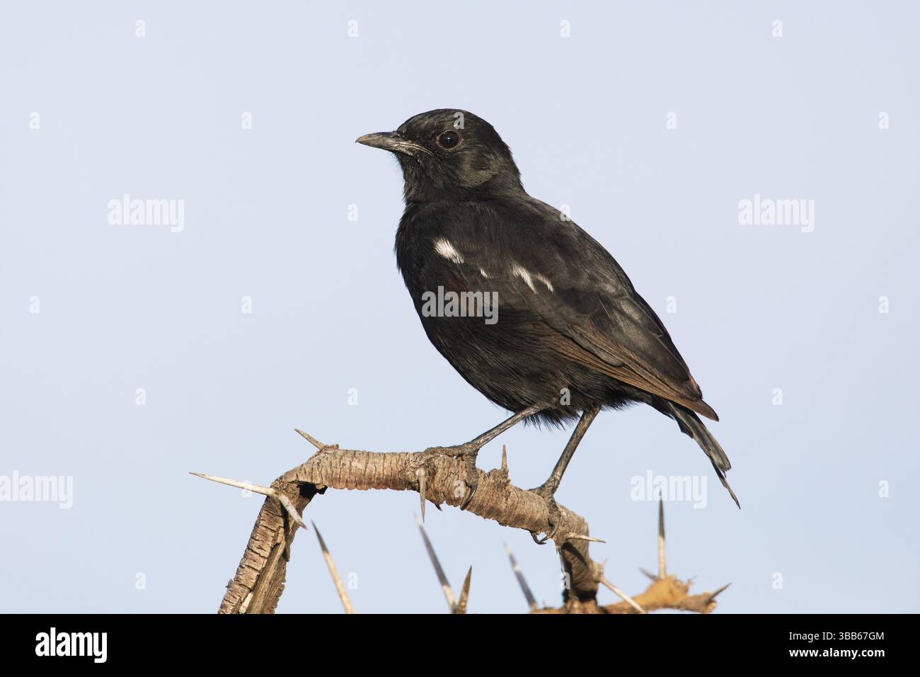 Sooty Chat (Myrmecocichla nigra) male perched on a branch, Serengeti ...