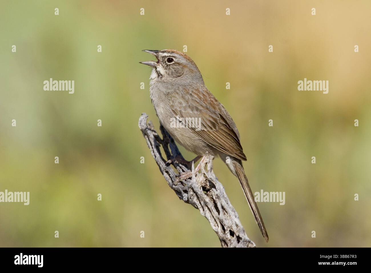 Rufous-crowned Sparrow Aimophila ruficeps Guadalupe mountain National ...